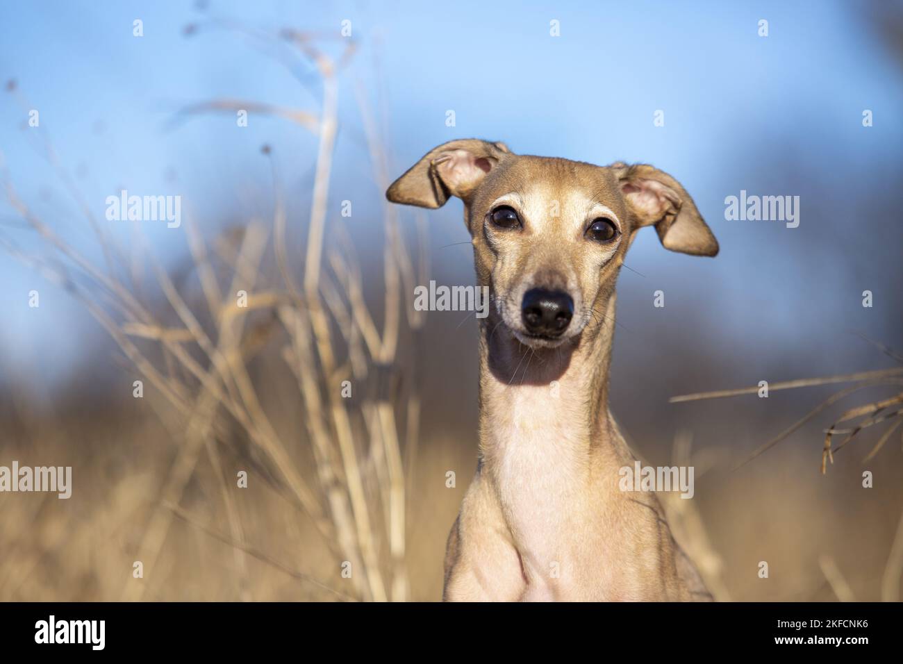Italian Greyhound Portrait Stock Photo - Alamy