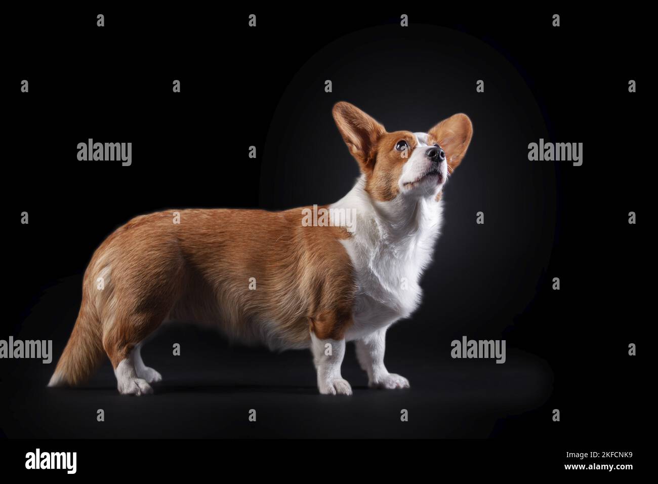 standing Welsh Corgi Cardigan Stock Photo - Alamy