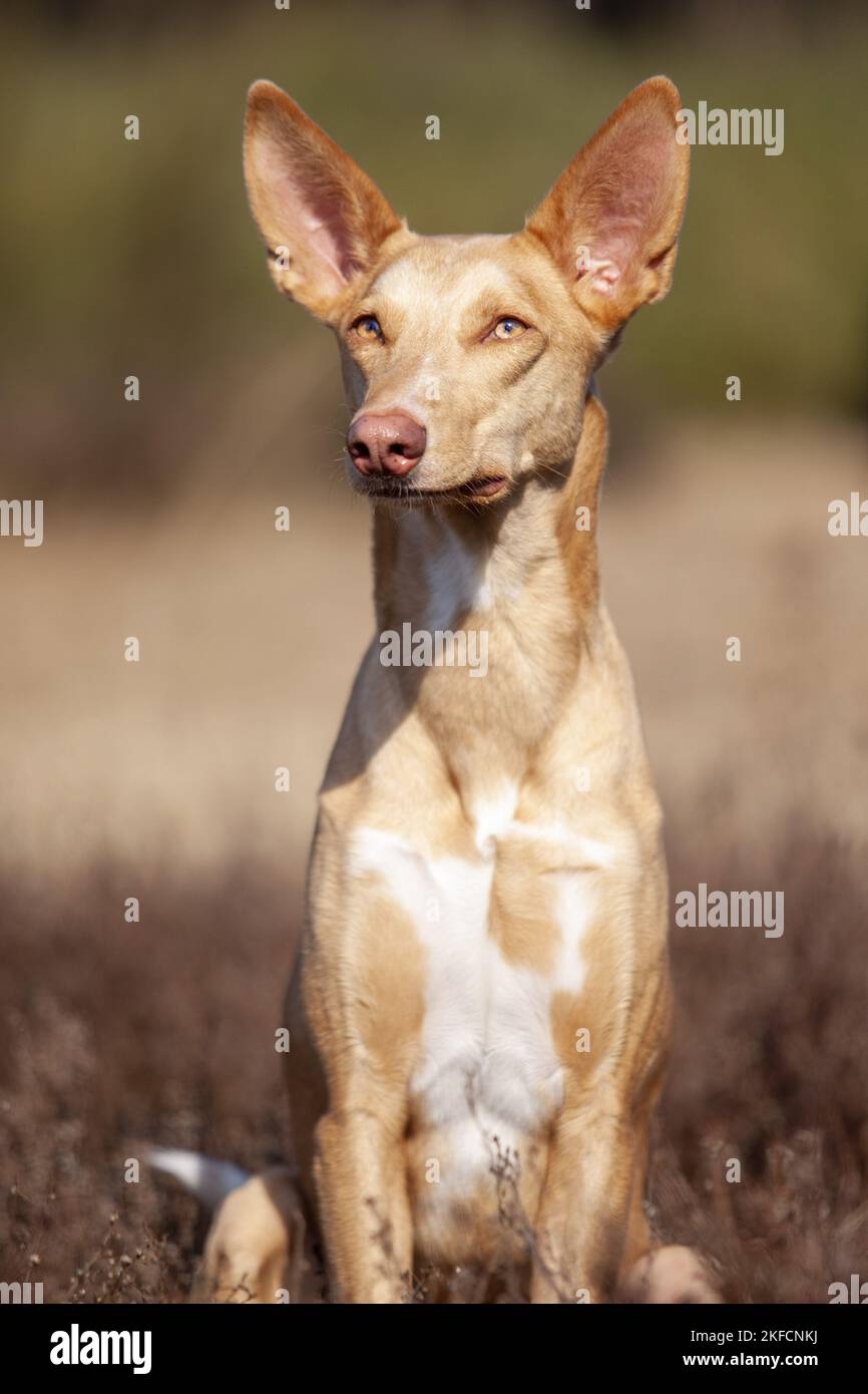 Podenco Canario Portrait Stock Photo - Alamy