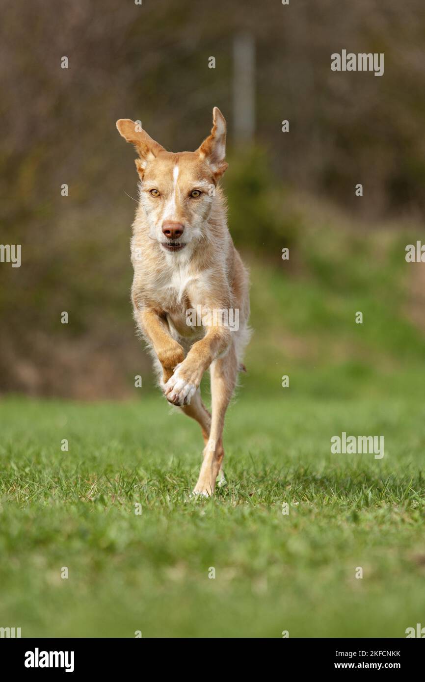 running Podenco Ibicenco Stock Photo - Alamy