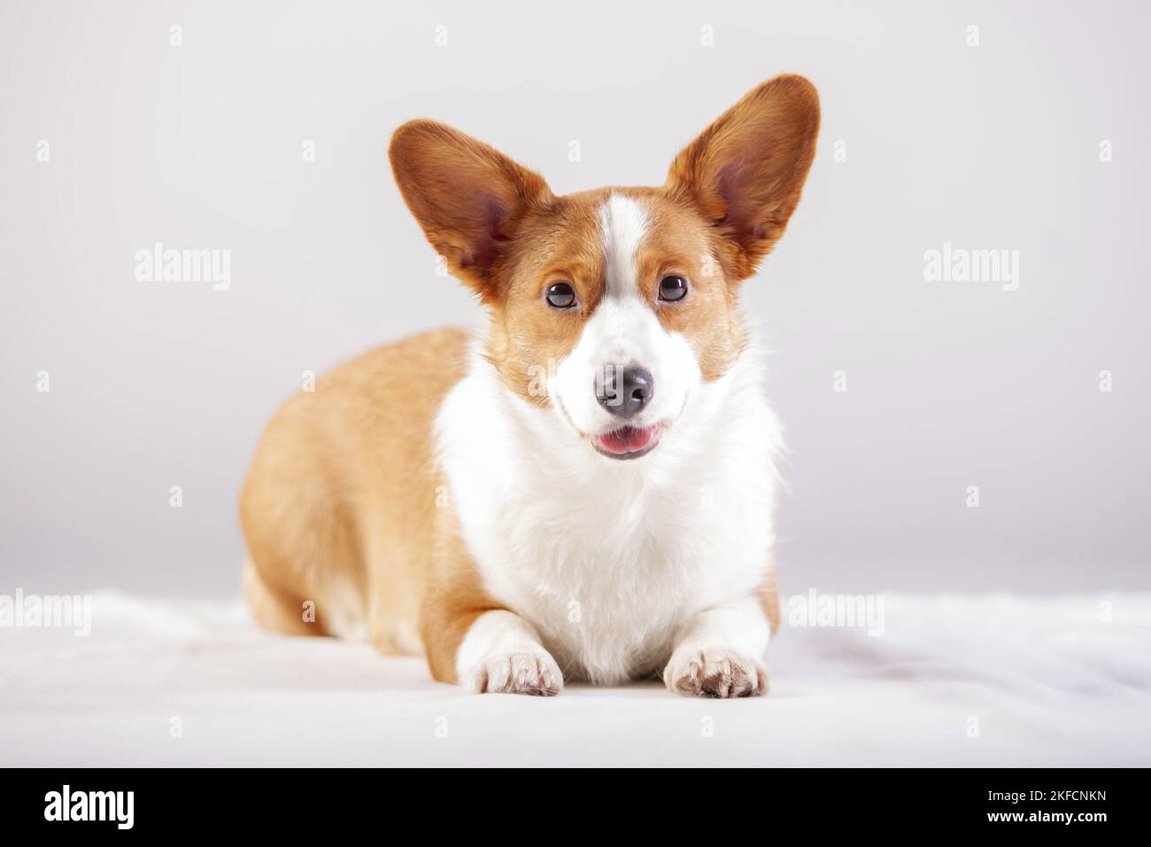 lying Welsh Corgi Cardigan Stock Photo - Alamy