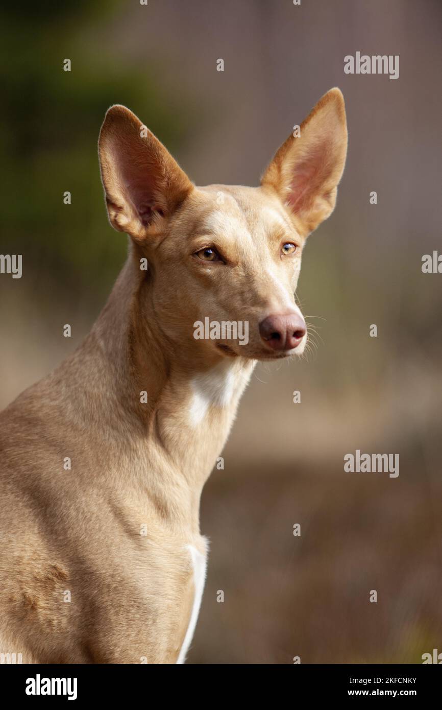 Podenco Canario Portrait Stock Photo - Alamy