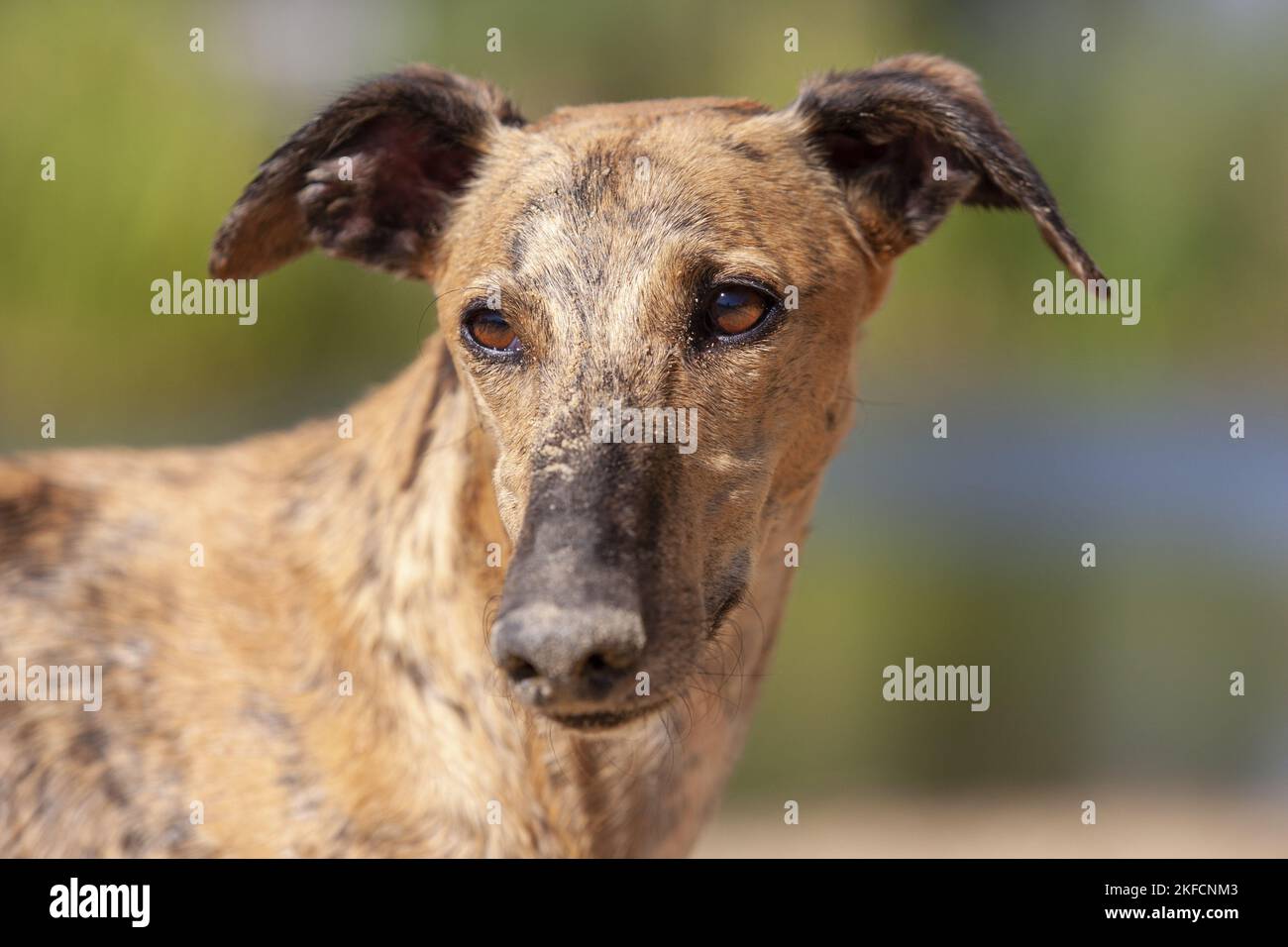 Smooth galgo hi-res stock photography and images - Alamy