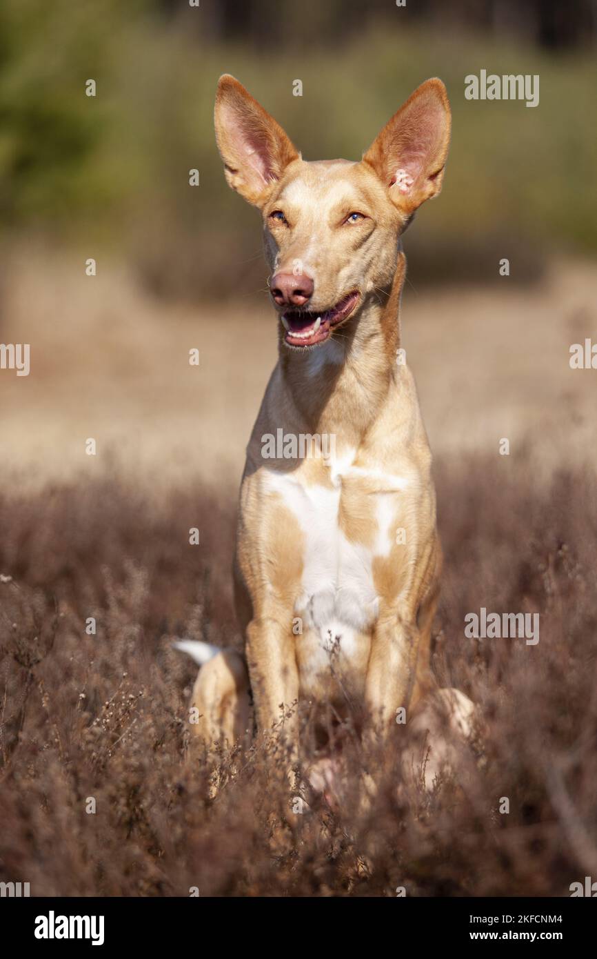 Podenco canario hunting dogs podenco hi-res stock photography and ...