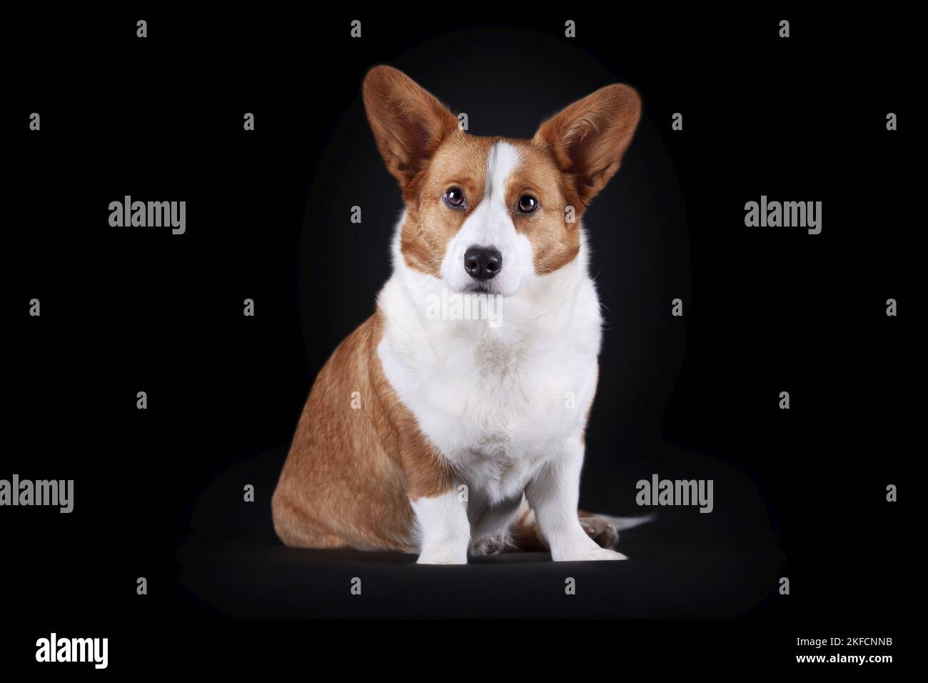 Two corgis sitting hi-res stock photography and images - Alamy