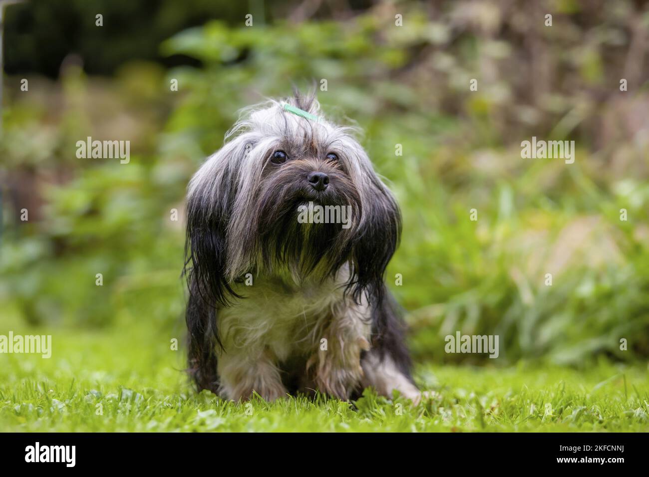 Grey havanese dog hi-res stock photography and images - Alamy
