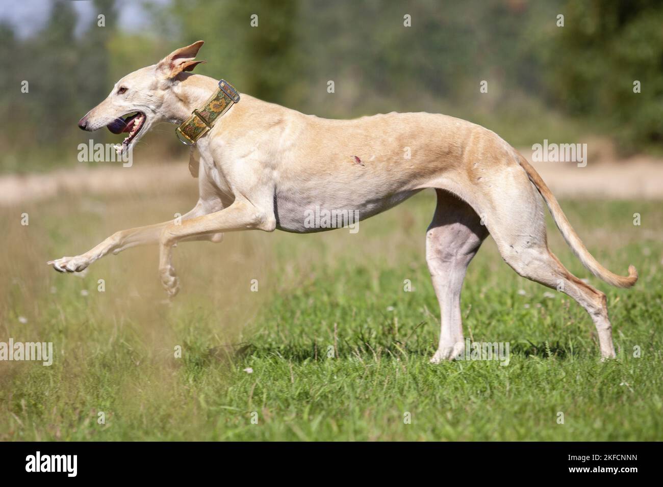 Smooth galgo hi-res stock photography and images - Alamy