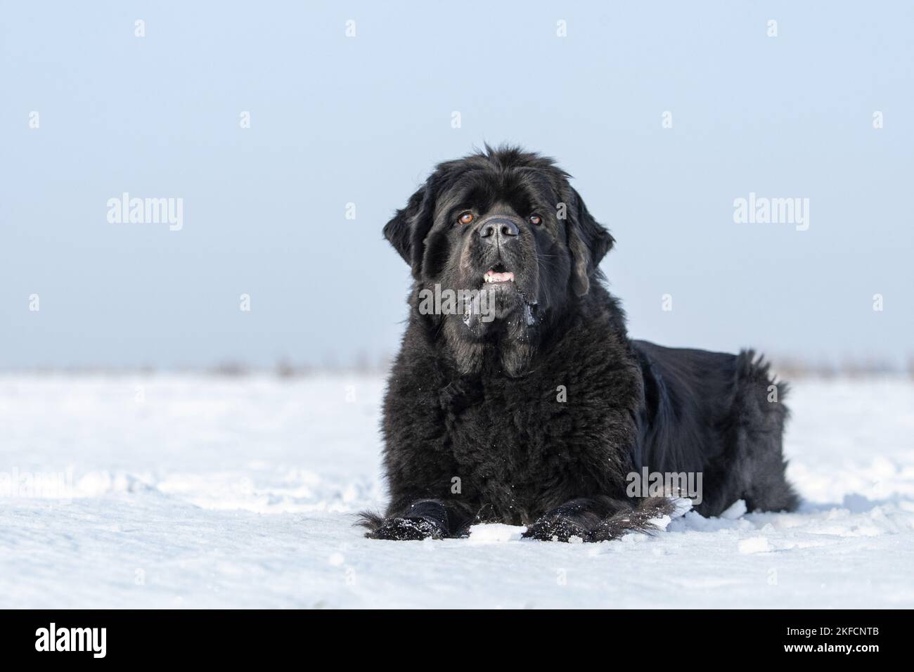 Newfoundland in the snow Stock Photo - Alamy