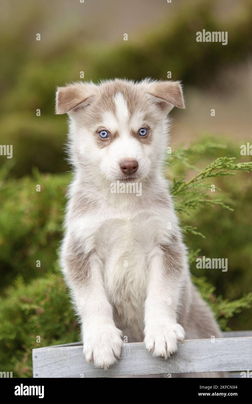 standing Husky Puppy Stock Photo - Alamy