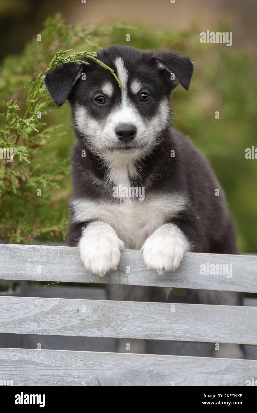 Two husky paw hi-res stock photography and images - Alamy