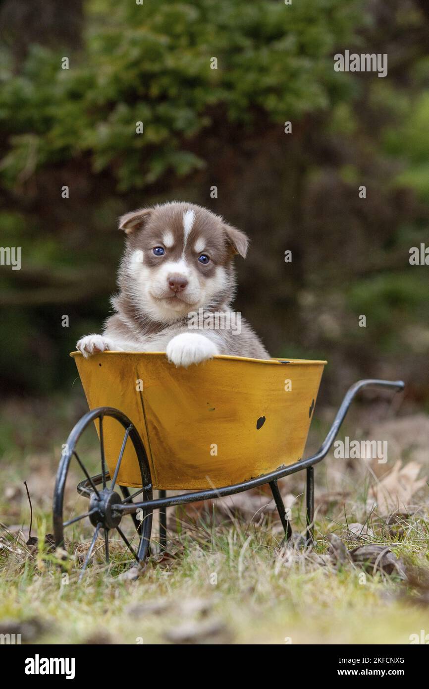 Husky Puppy wheelbarrow Stock Photo - Alamy