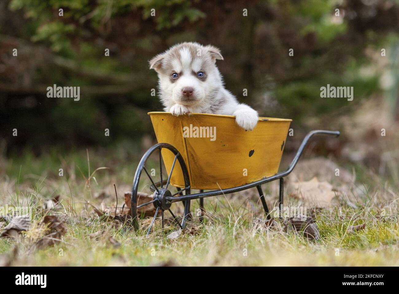 Husky Puppy wheelbarrow Stock Photo - Alamy