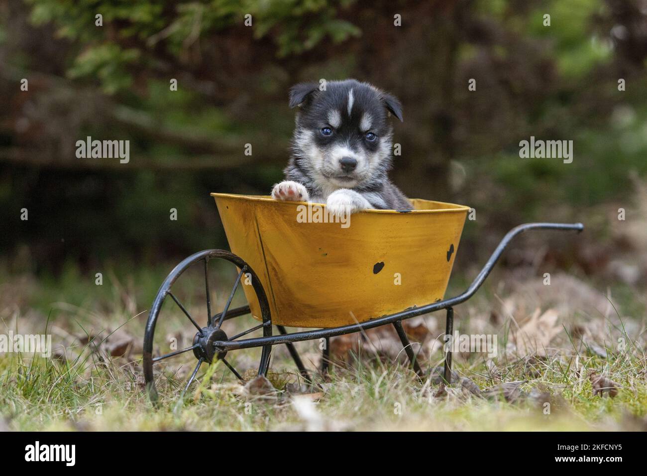 Husky Puppy wheelbarrow Stock Photo - Alamy