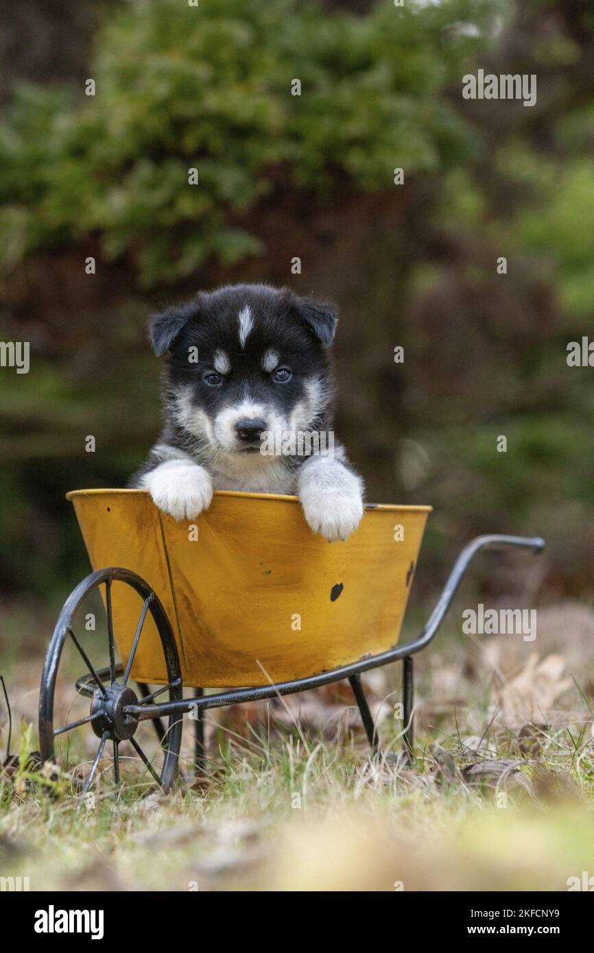 Husky Puppy wheelbarrow Stock Photo - Alamy