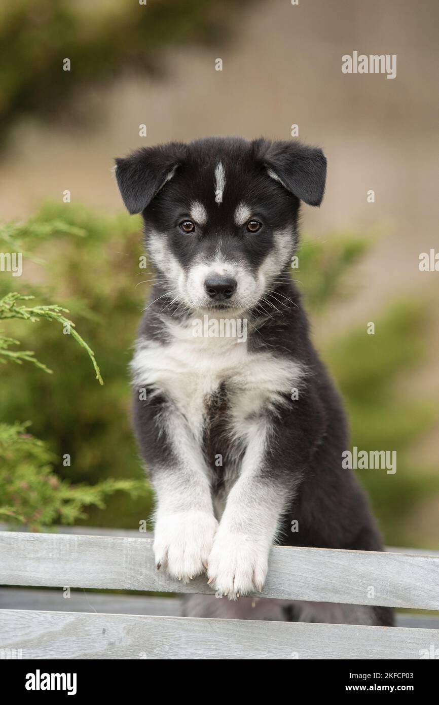 standing Husky Puppy Stock Photo - Alamy