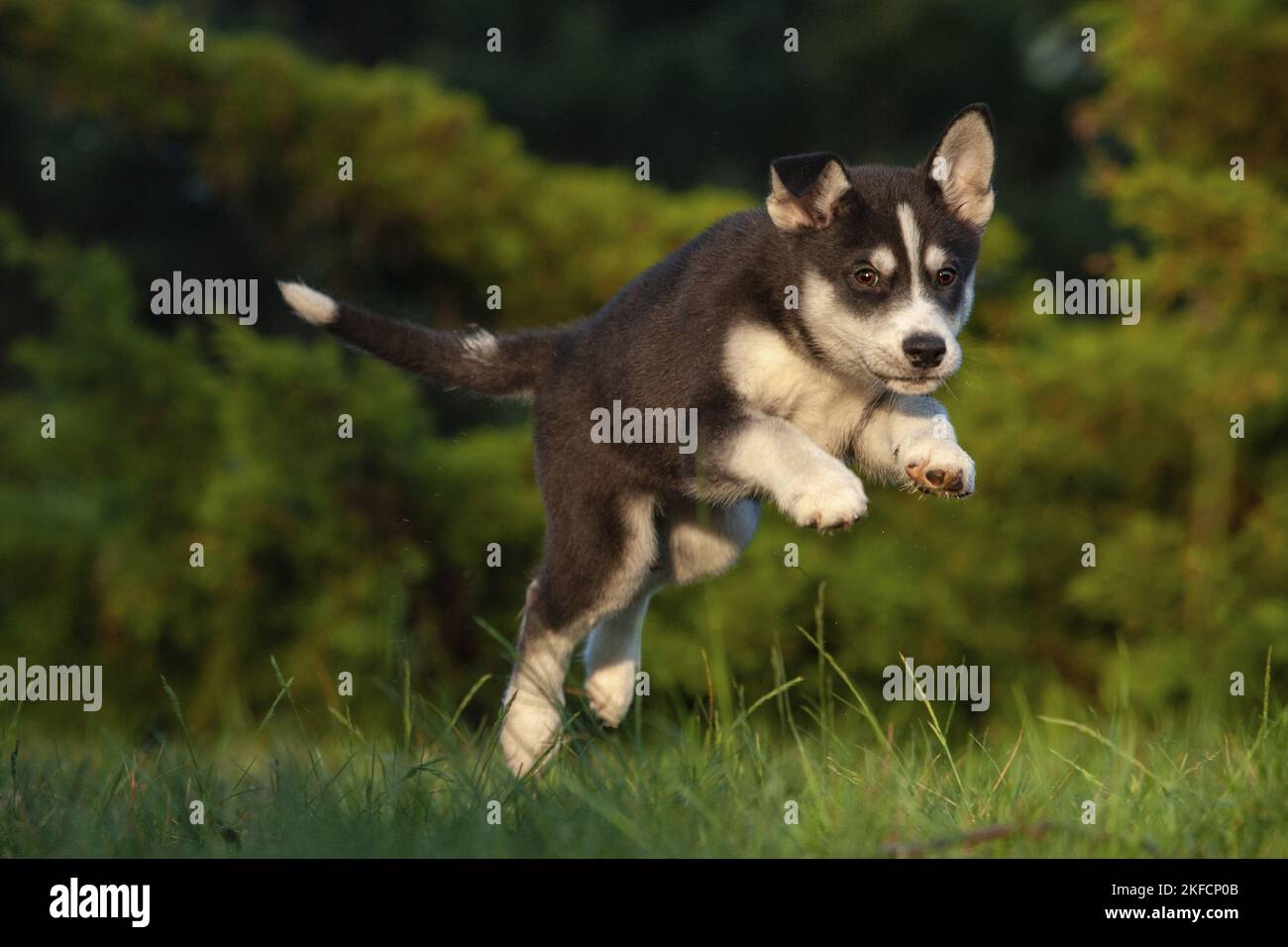 running Husky Puppy Stock Photo - Alamy