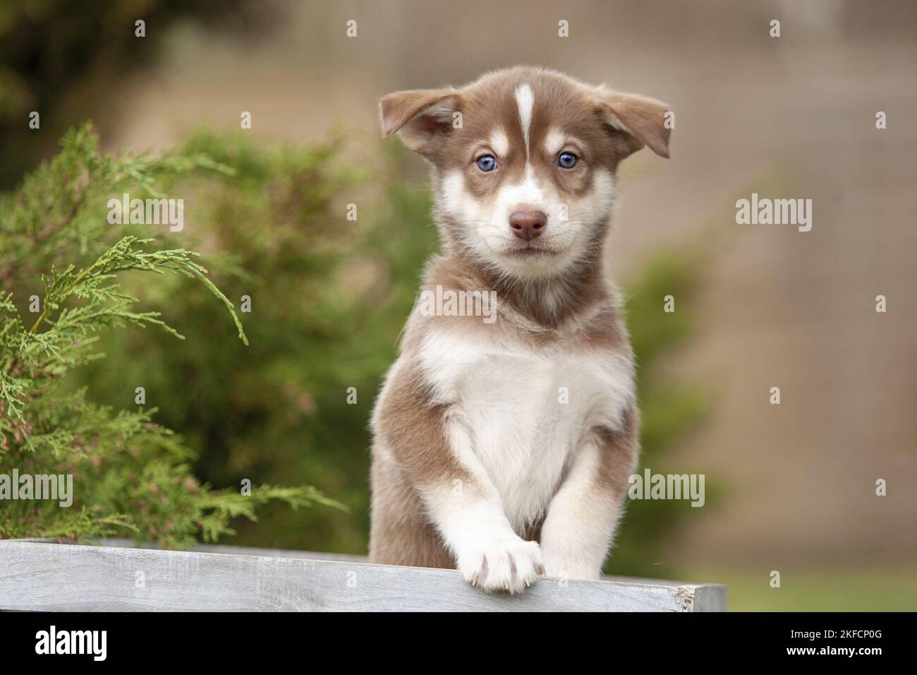 standing Husky Puppy Stock Photo - Alamy