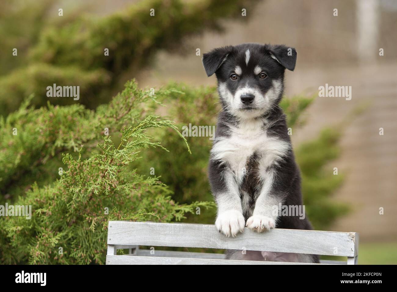 standing Husky Puppy Stock Photo - Alamy