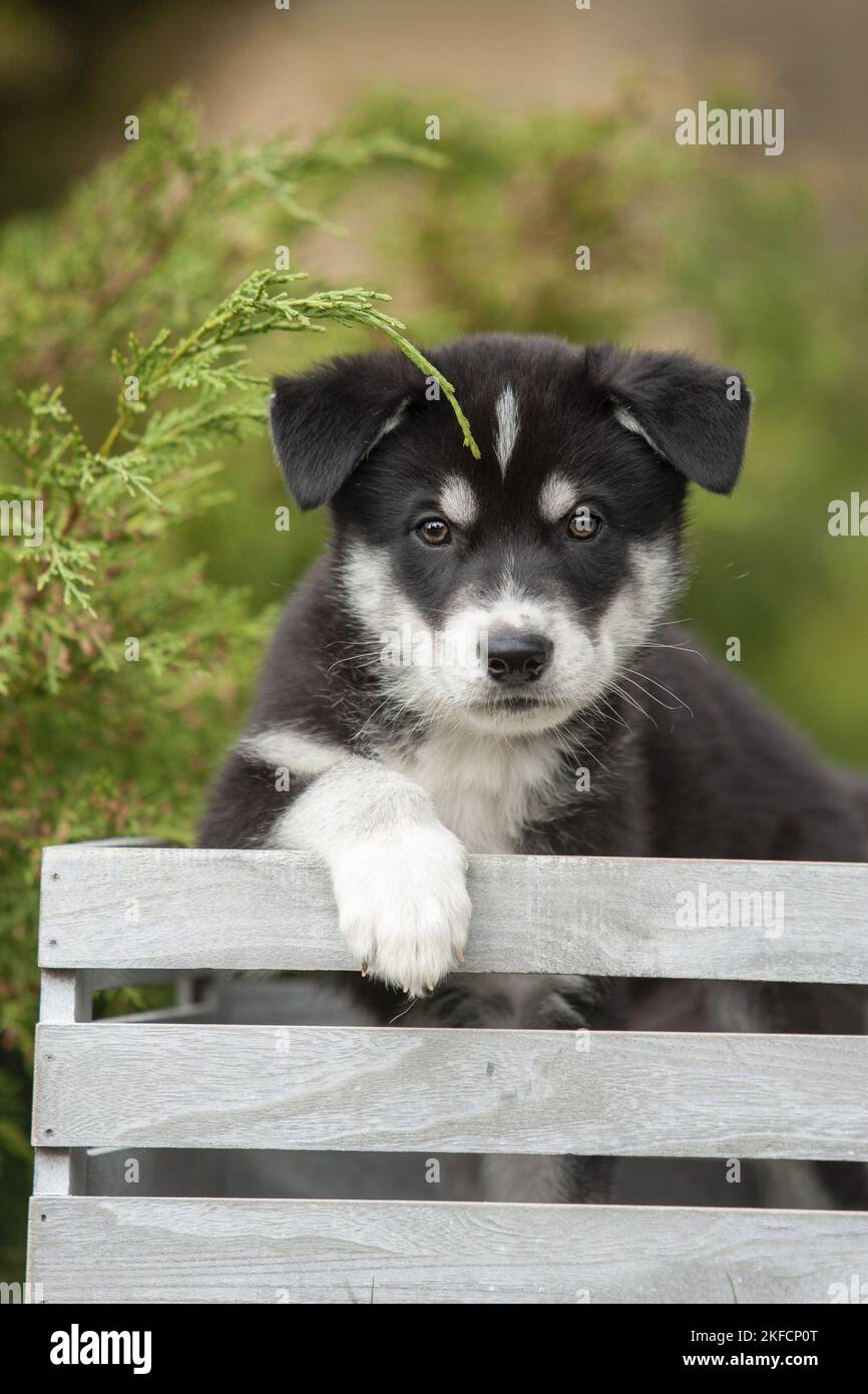 Two husky paw hi-res stock photography and images - Alamy