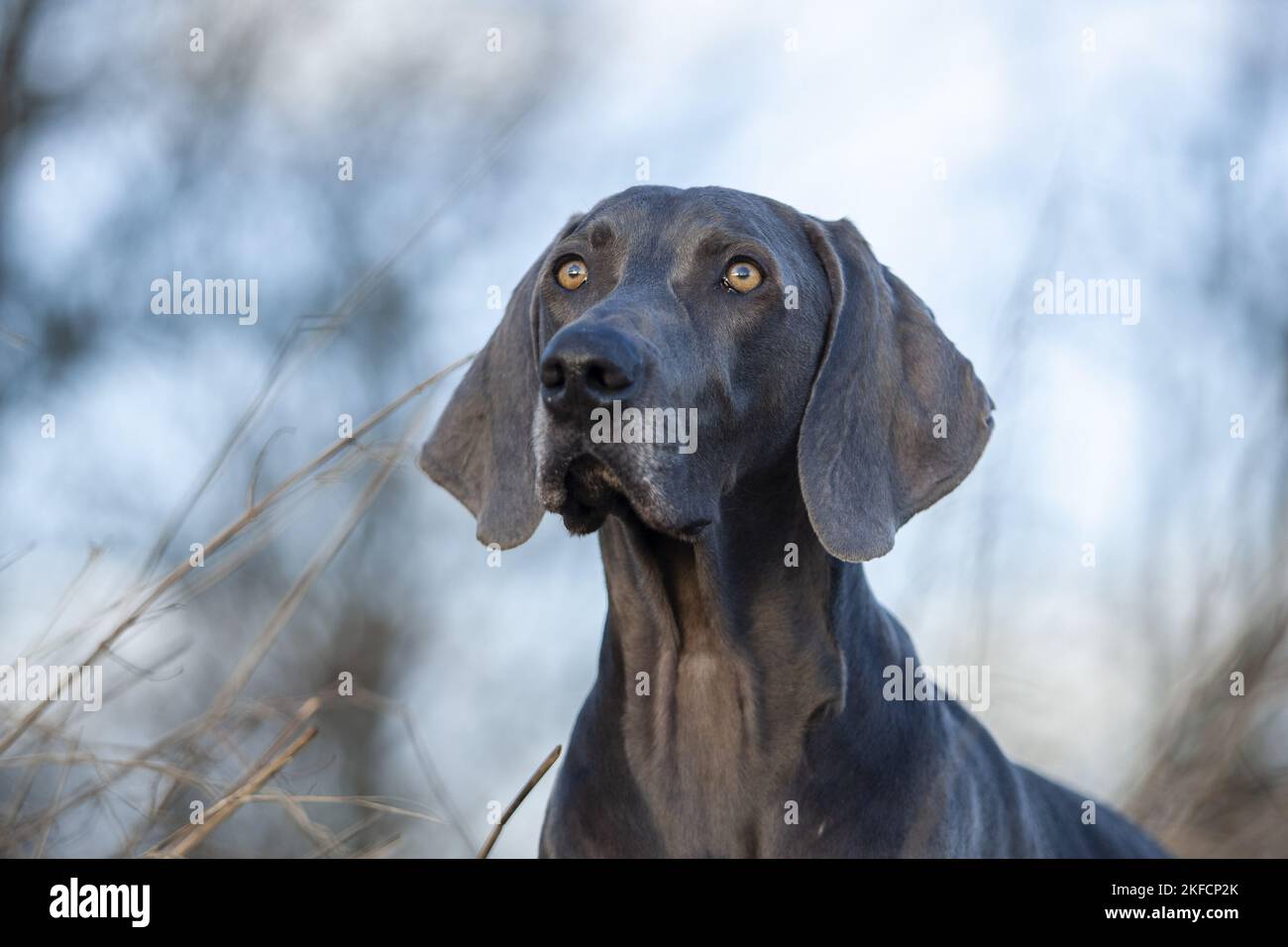 Blue weimaraner hi-res stock photography and images - Alamy