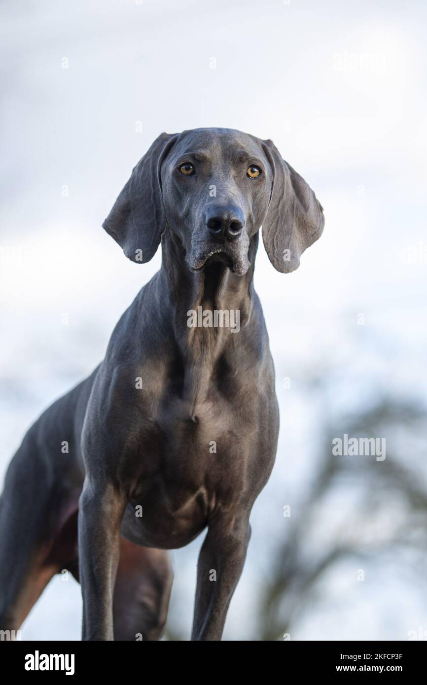 Weimaraner Blue