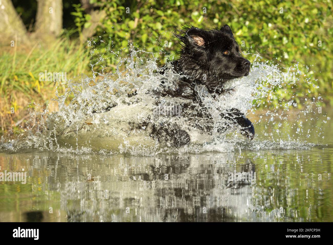 Newfoundlands in water hi-res stock photography and images - Alamy