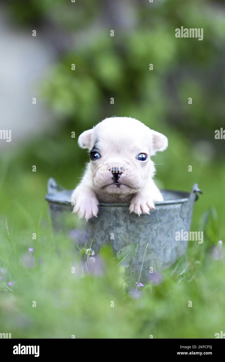 In grey buckets hi-res stock photography and images - Alamy