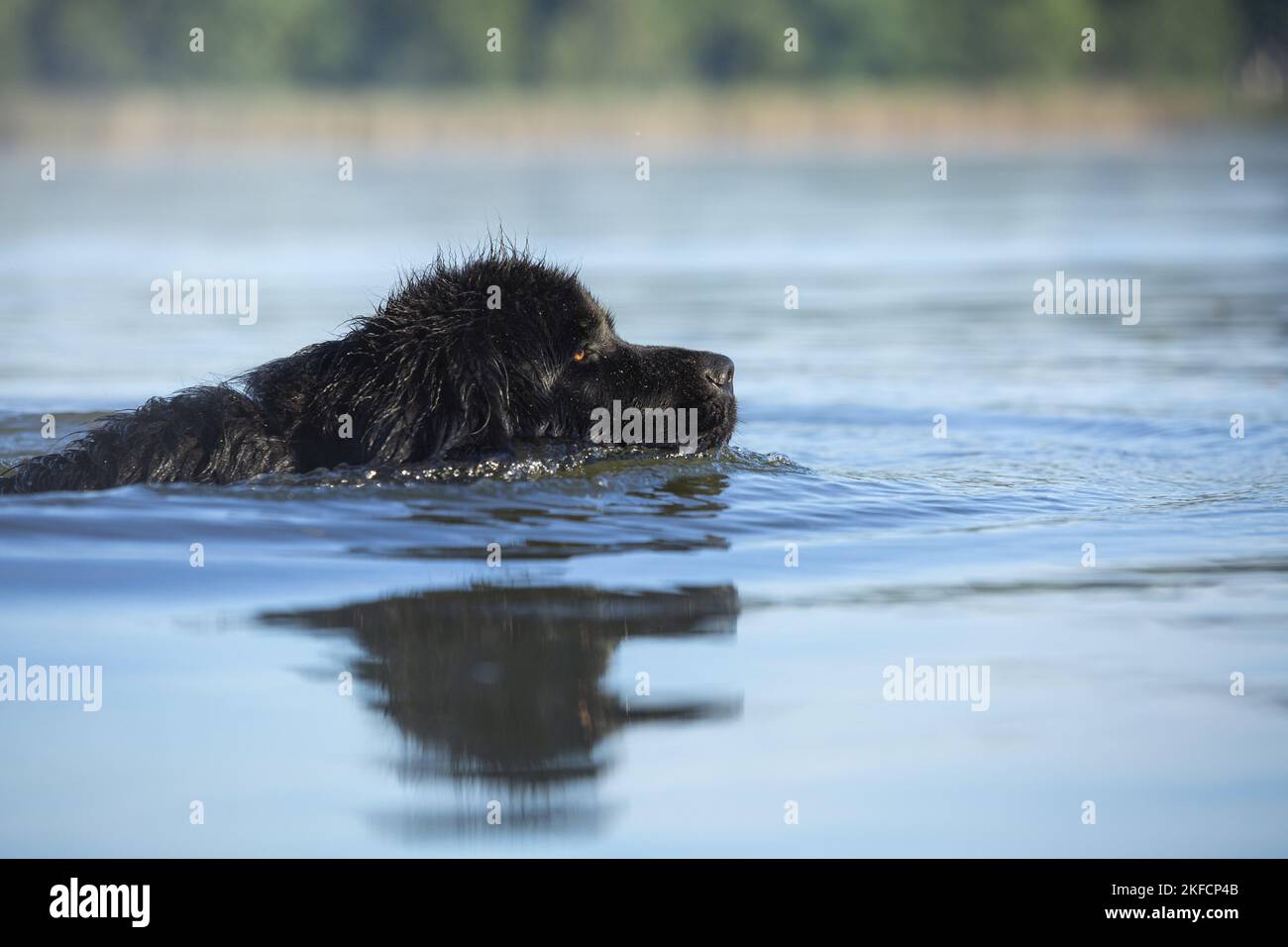 Newfoundland in the water Stock Photo - Alamy