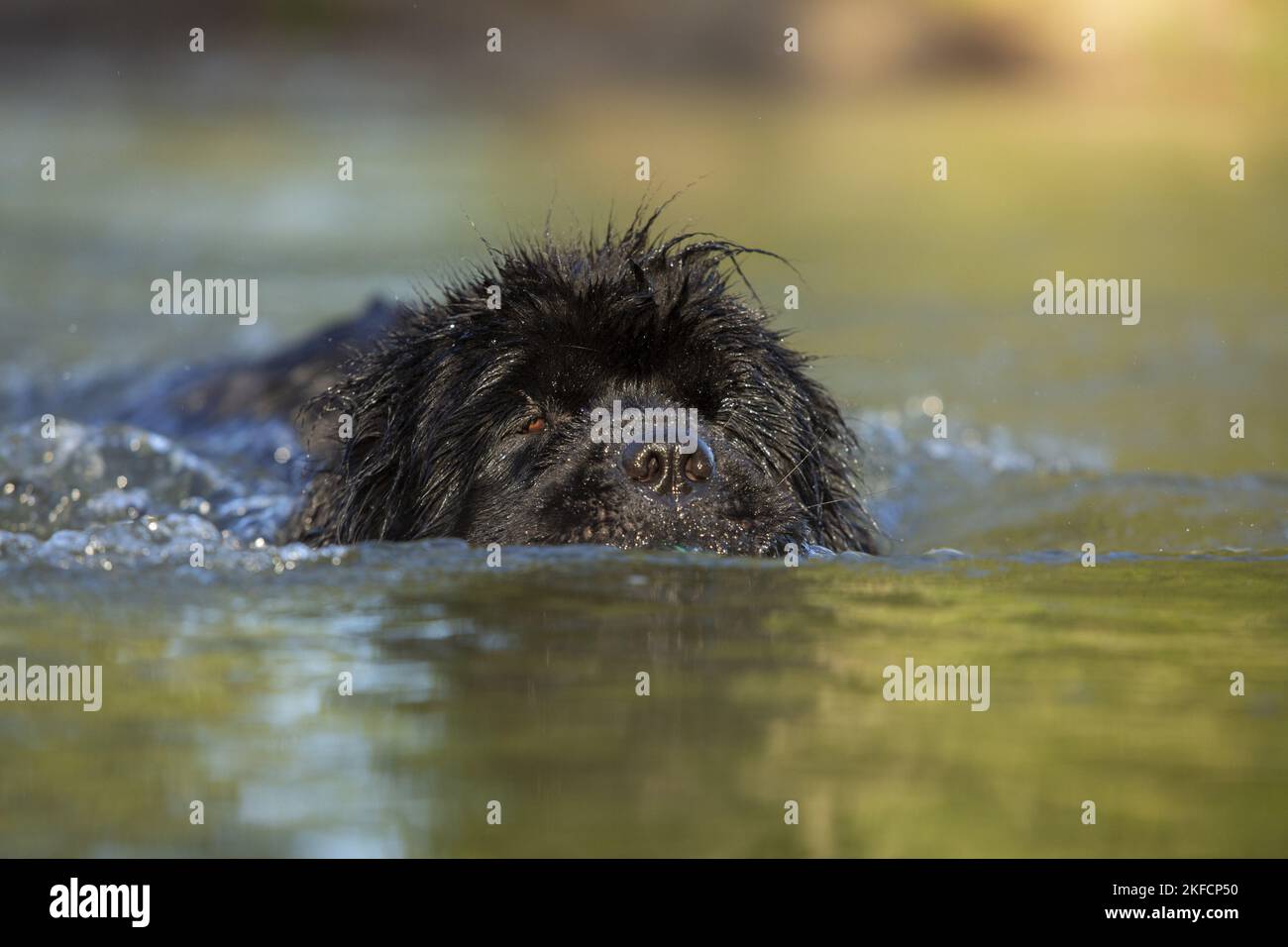 Newfoundland in the water Stock Photo - Alamy