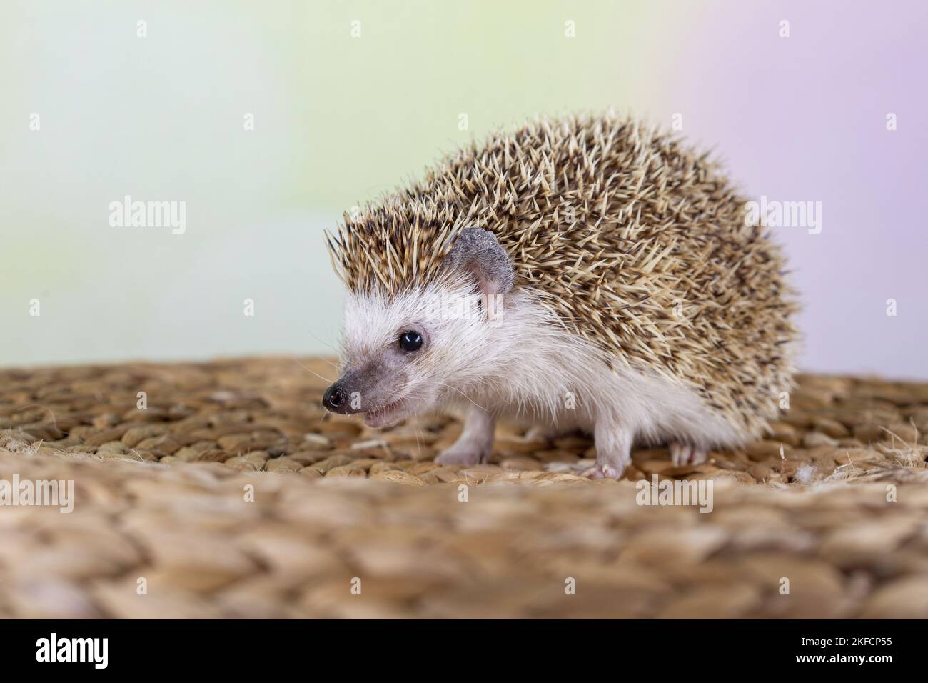 Baby pygmy hedgehog hi-res stock photography and images - Alamy