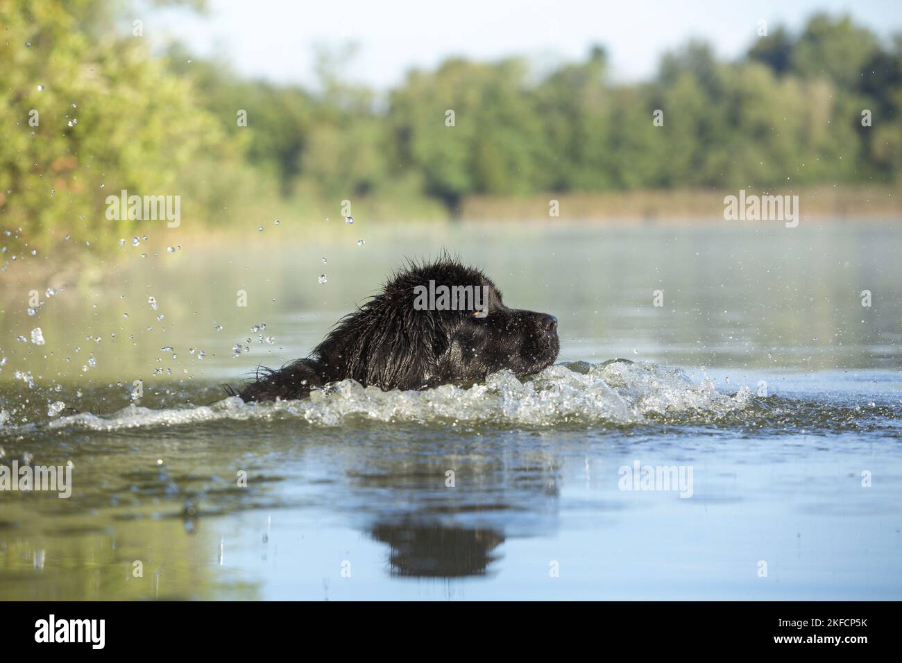 Newfoundland in the water Stock Photo - Alamy