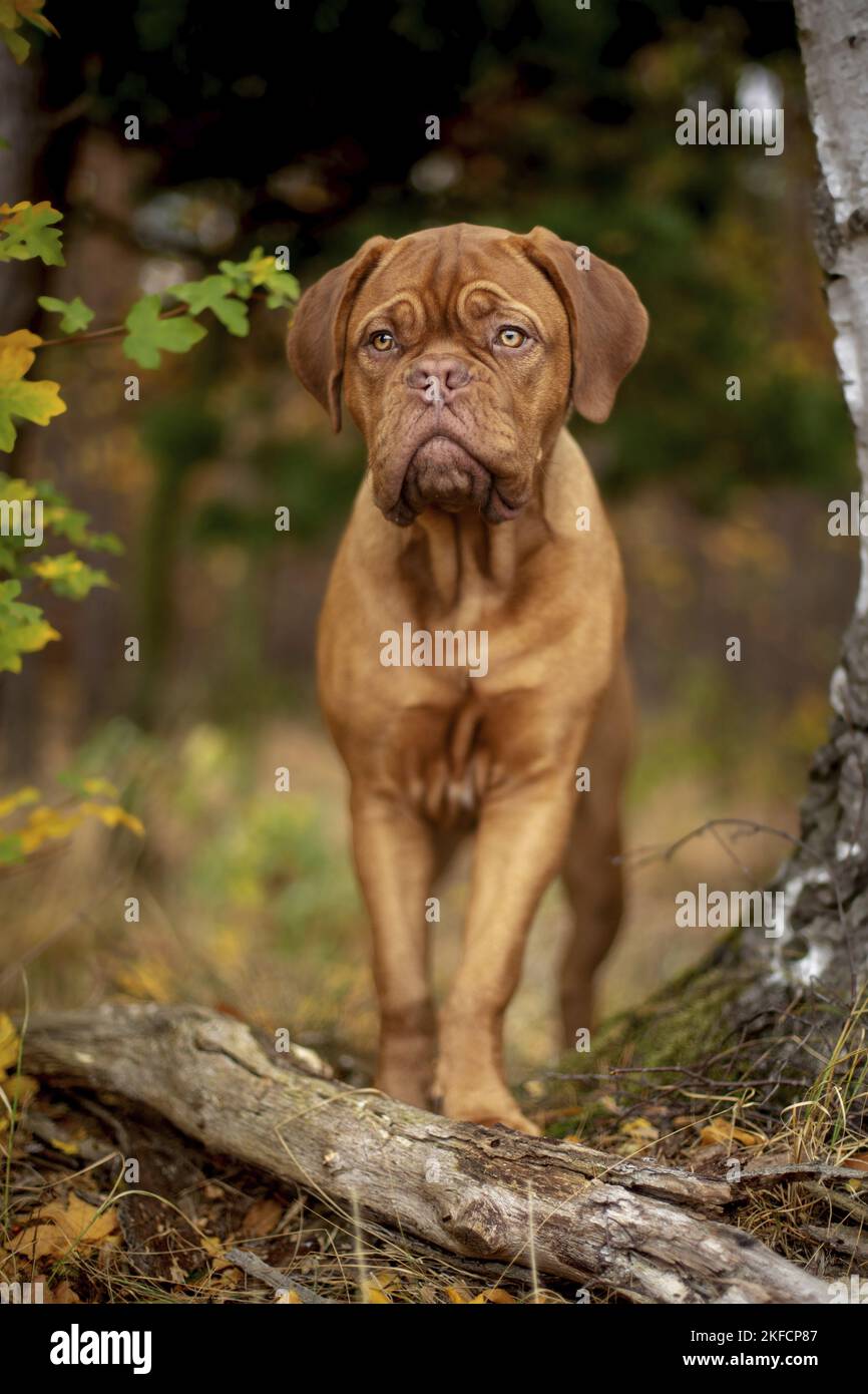 Large format camera and france hi-res stock photography and images - Alamy
