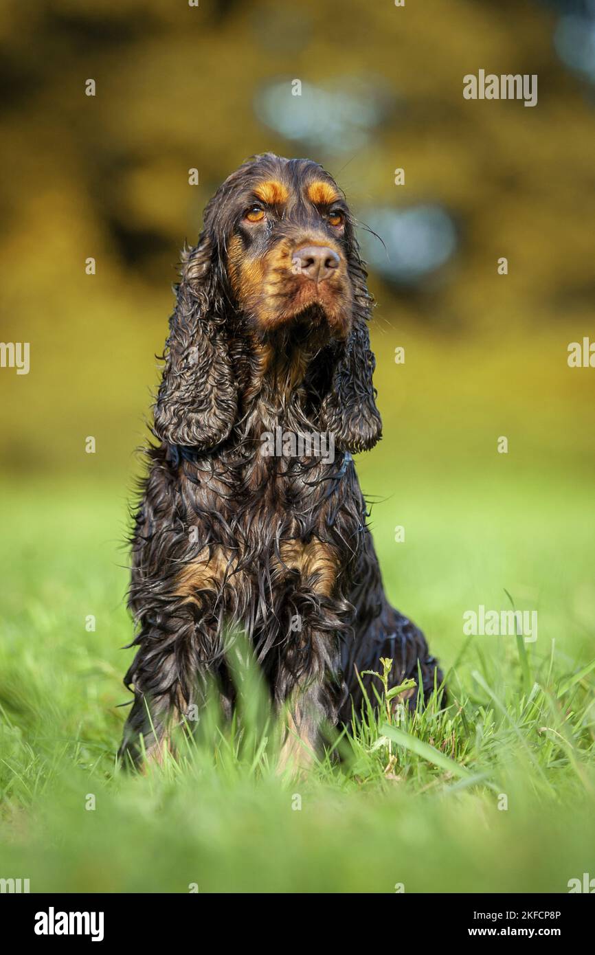 sitting English Cocker Spaniel Stock Photo - Alamy