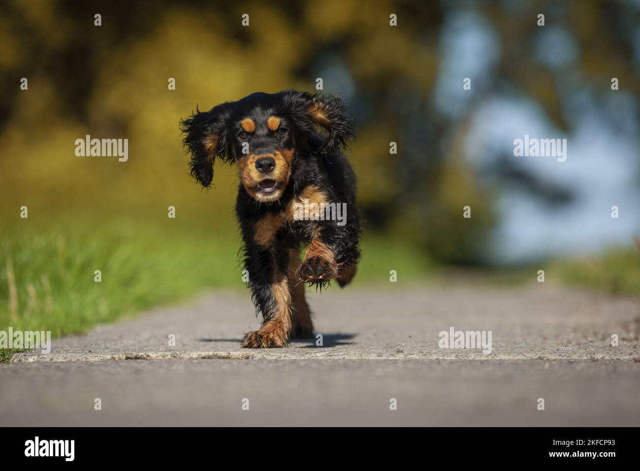 running English Cocker Spaniel Stock Photo - Alamy