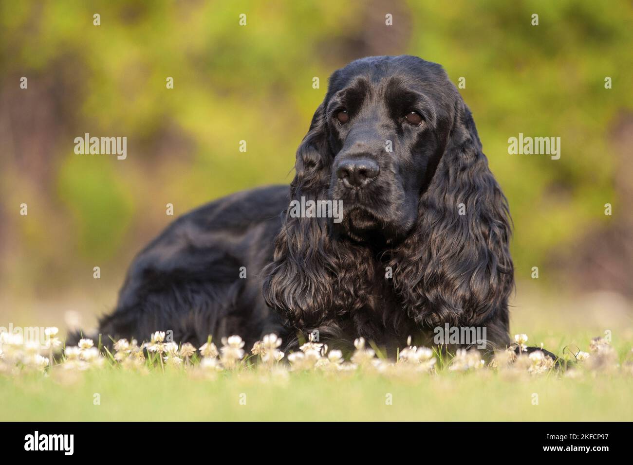 lying English Cocker Spaniel Stock Photo - Alamy