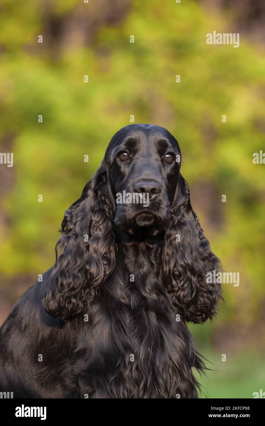 English Cocker Spaniel Portrait Stock Photo - Alamy