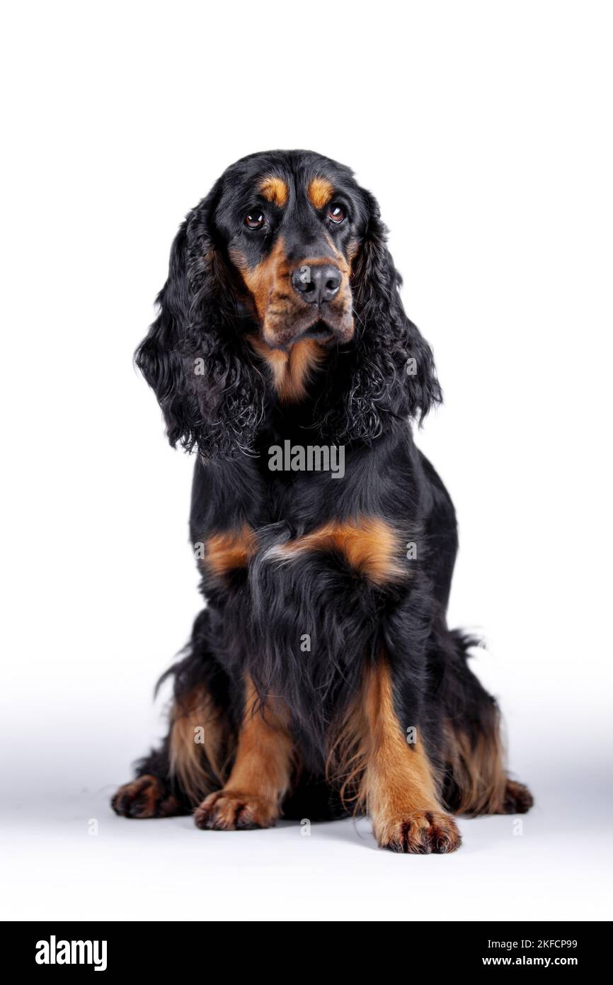 sitting English Cocker Spaniel Stock Photo - Alamy