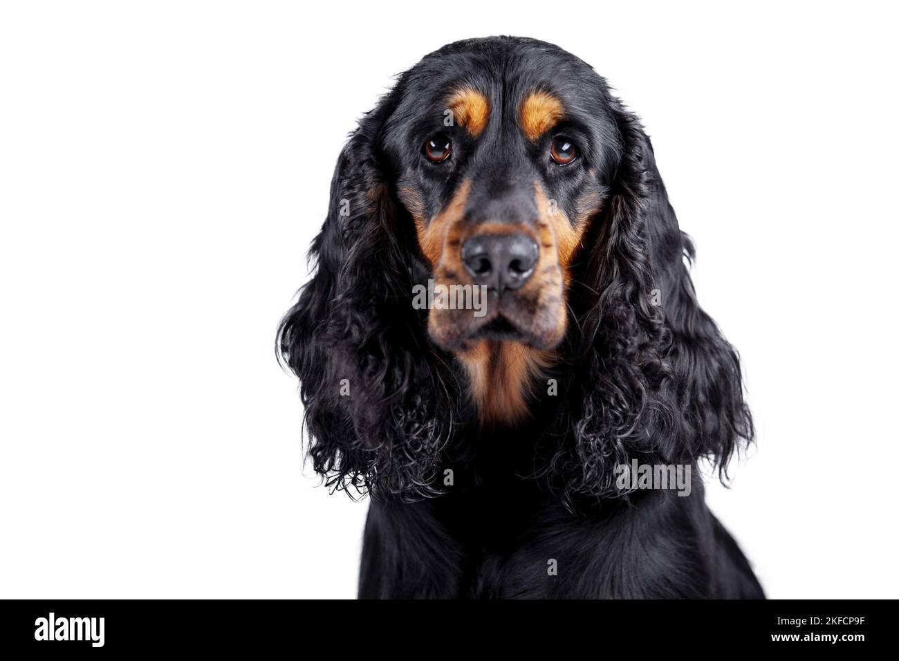 English Cocker Spaniel Portrait Stock Photo - Alamy