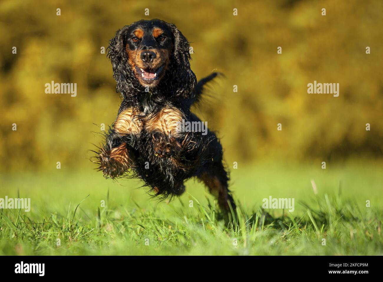 running English Cocker Spaniel Stock Photo - Alamy