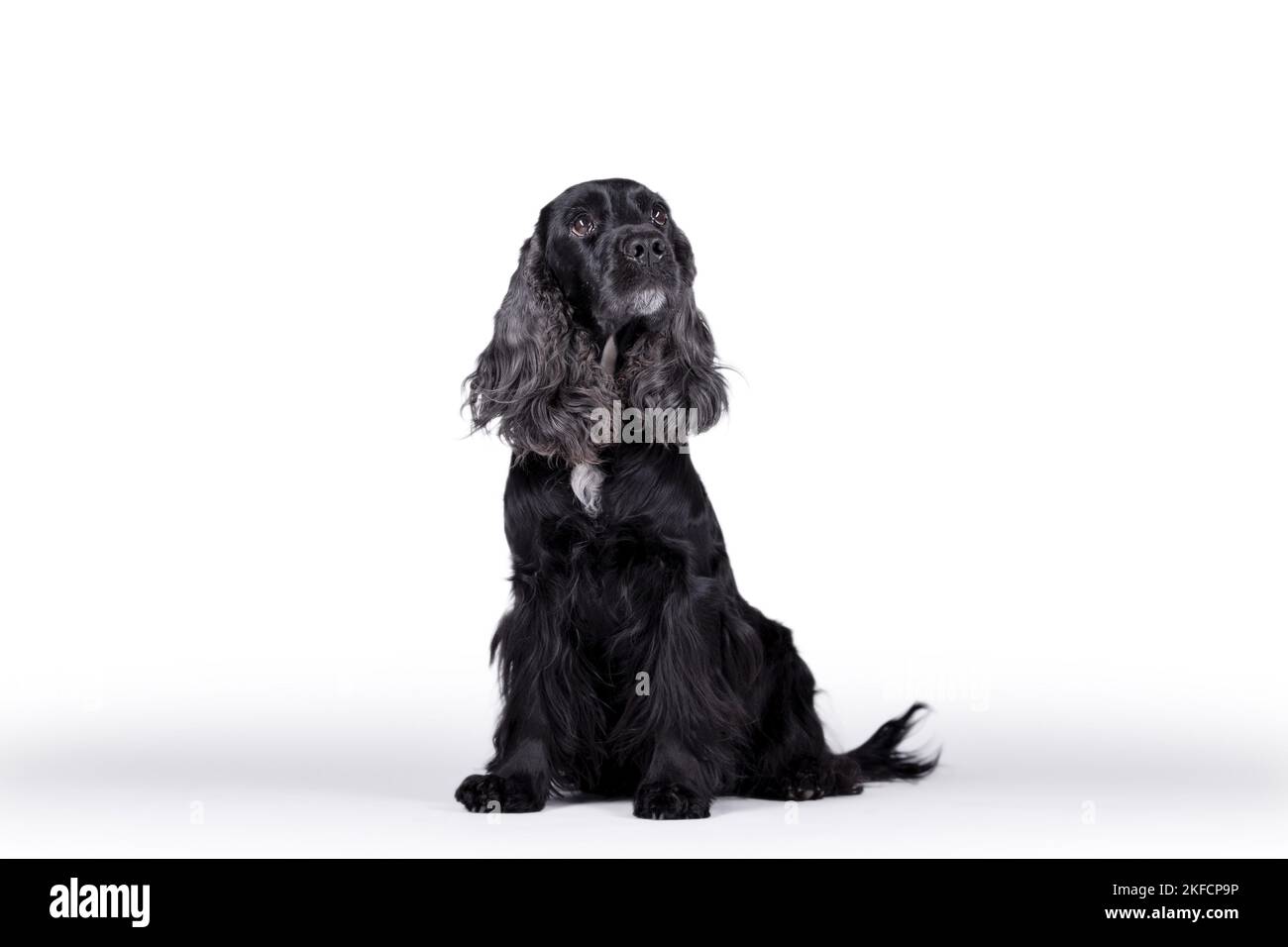 sitting English Cocker Spaniel Stock Photo - Alamy