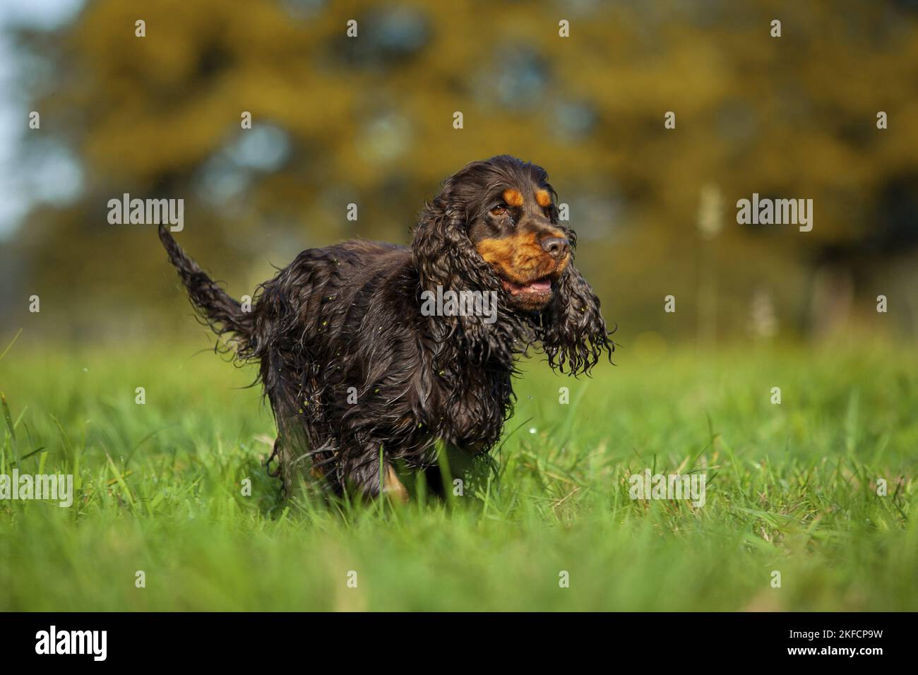 running English Cocker Spaniel Stock Photo - Alamy