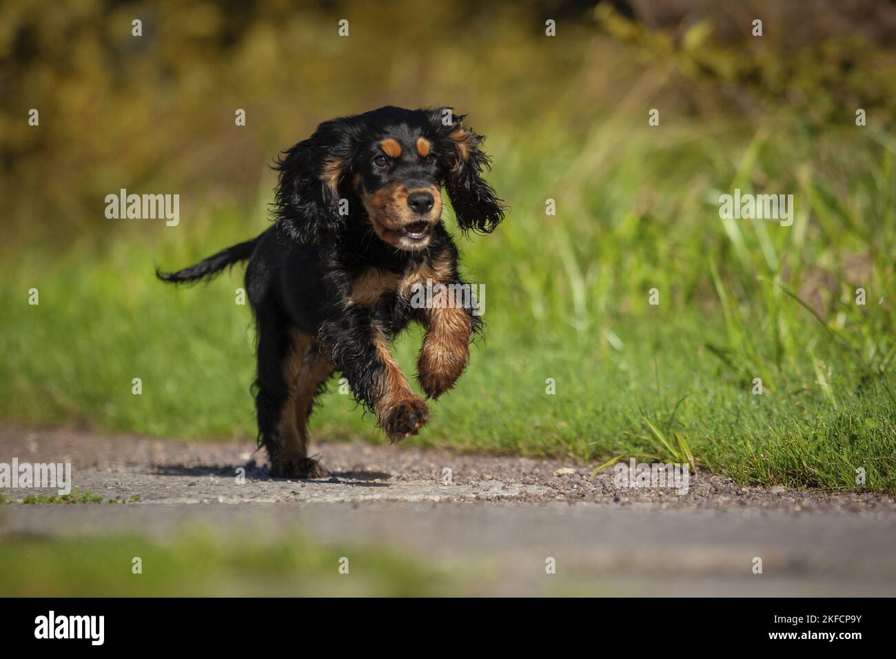 running English Cocker Spaniel Stock Photo - Alamy