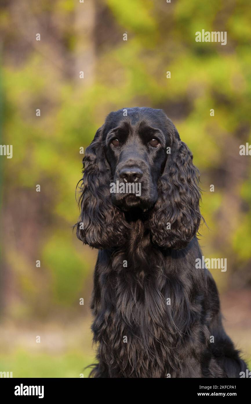 English Cocker Spaniel Portrait Stock Photo - Alamy