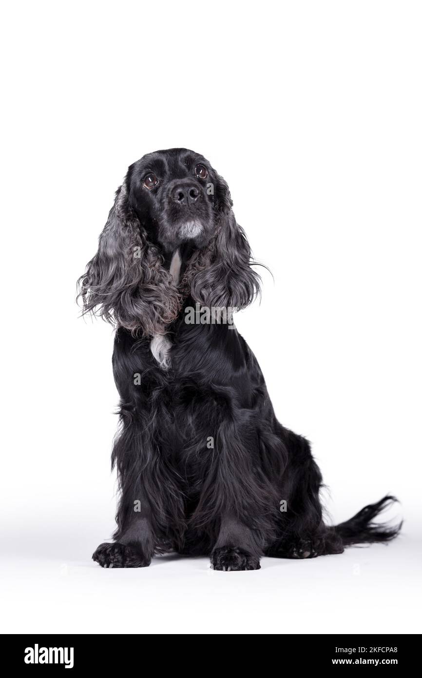 sitting English Cocker Spaniel Stock Photo - Alamy