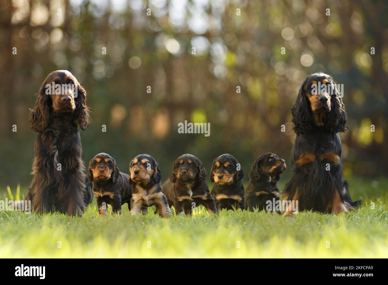 English Cocker Spaniel family Stock Photo - Alamy