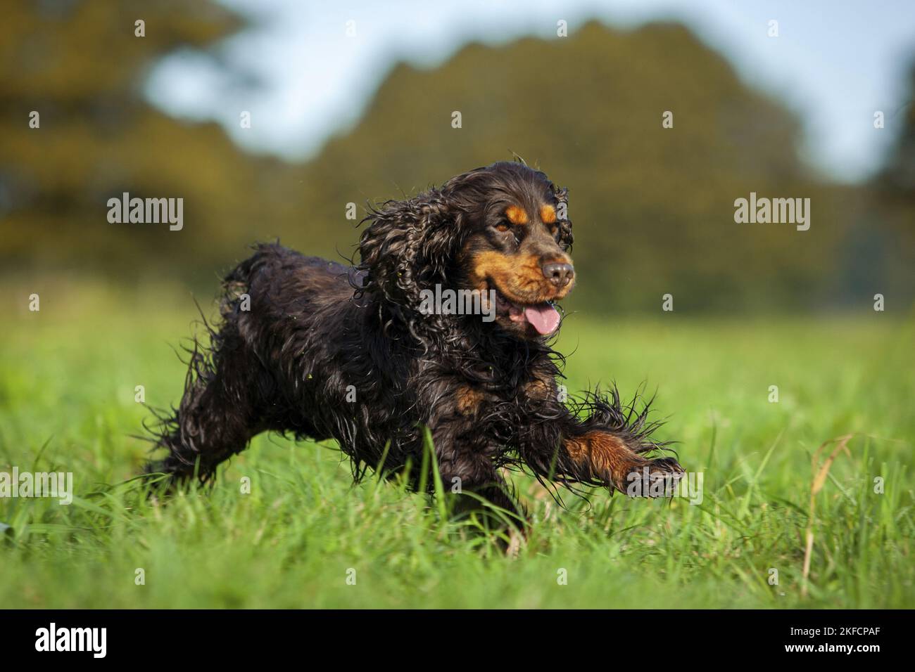running English Cocker Spaniel Stock Photo - Alamy