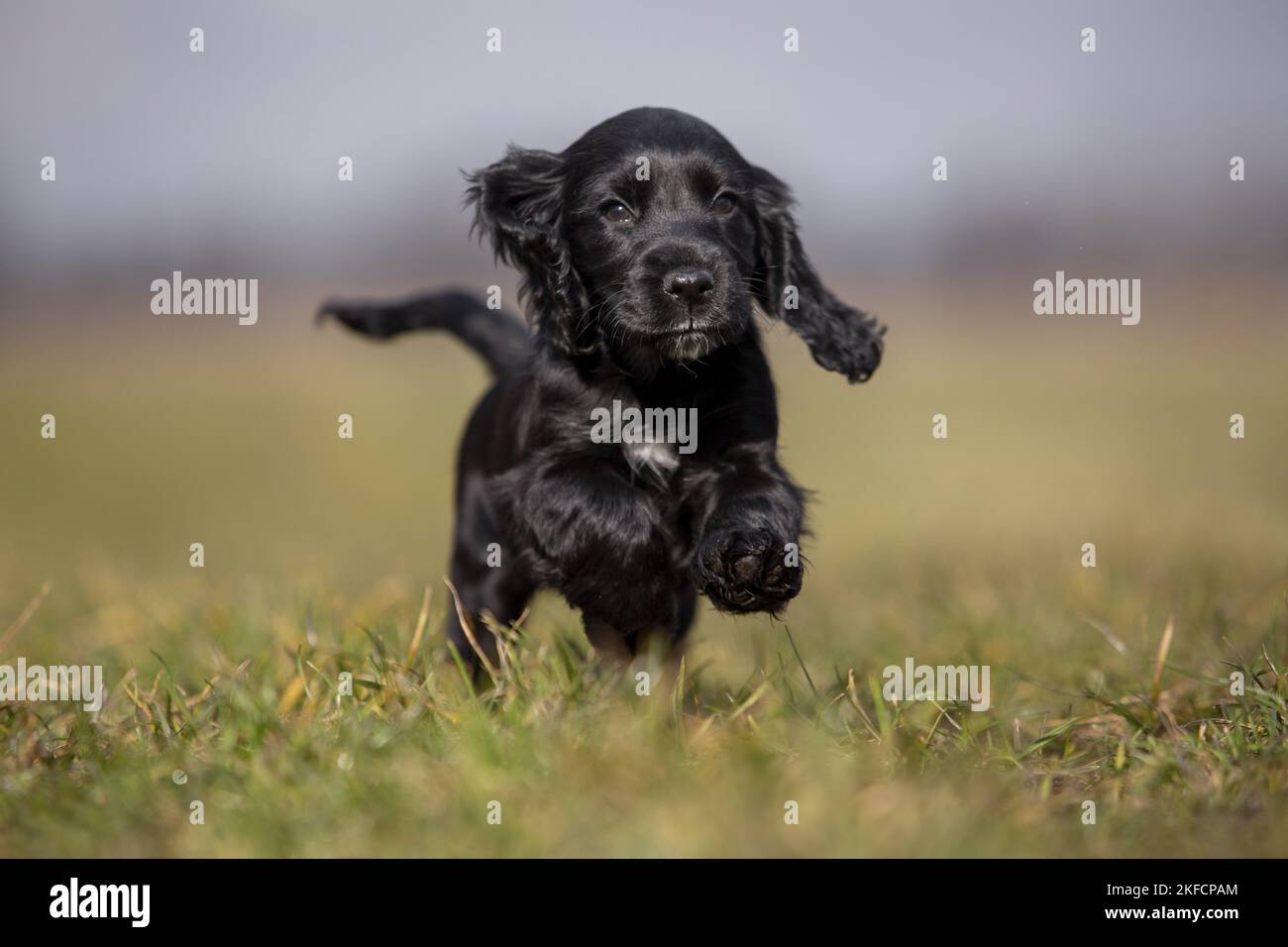running English Cocker Spaniel puppy Stock Photo - Alamy