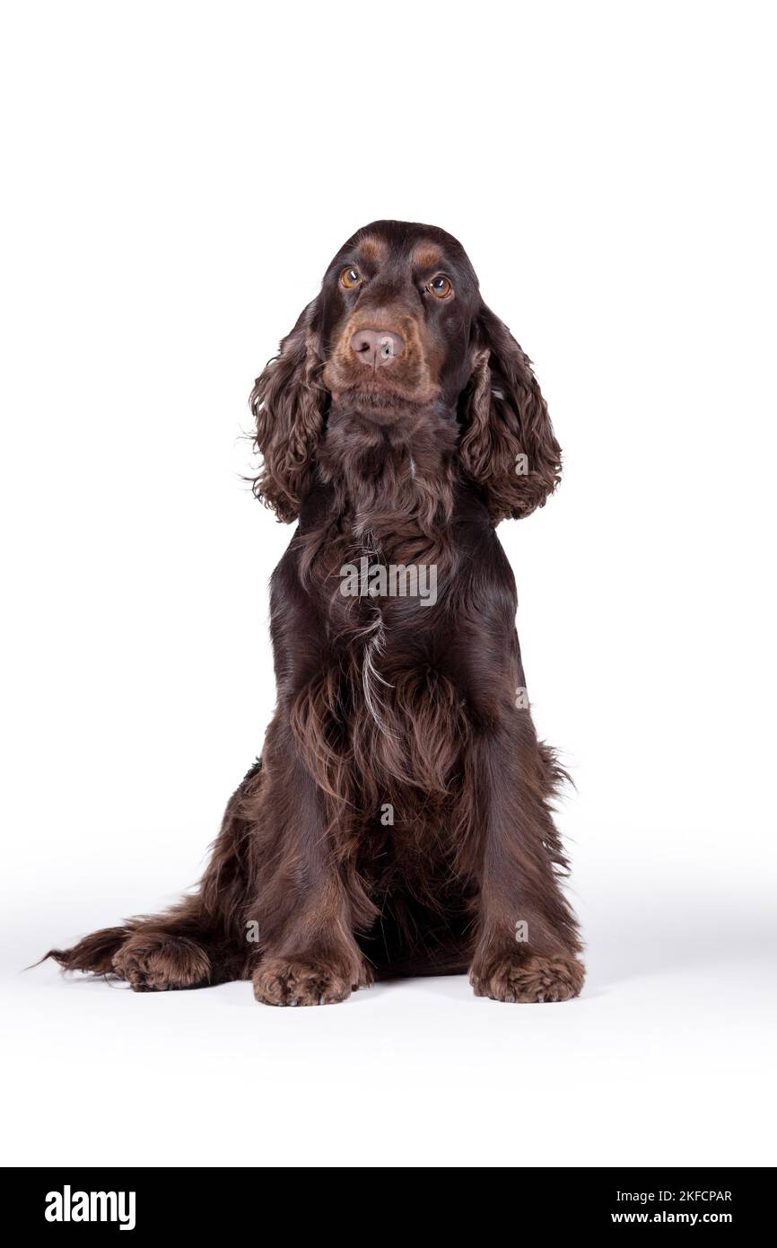 sitting English Cocker Spaniel Stock Photo - Alamy