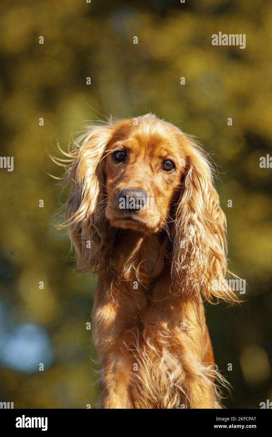 English Cocker Spaniel Portrait Stock Photo - Alamy