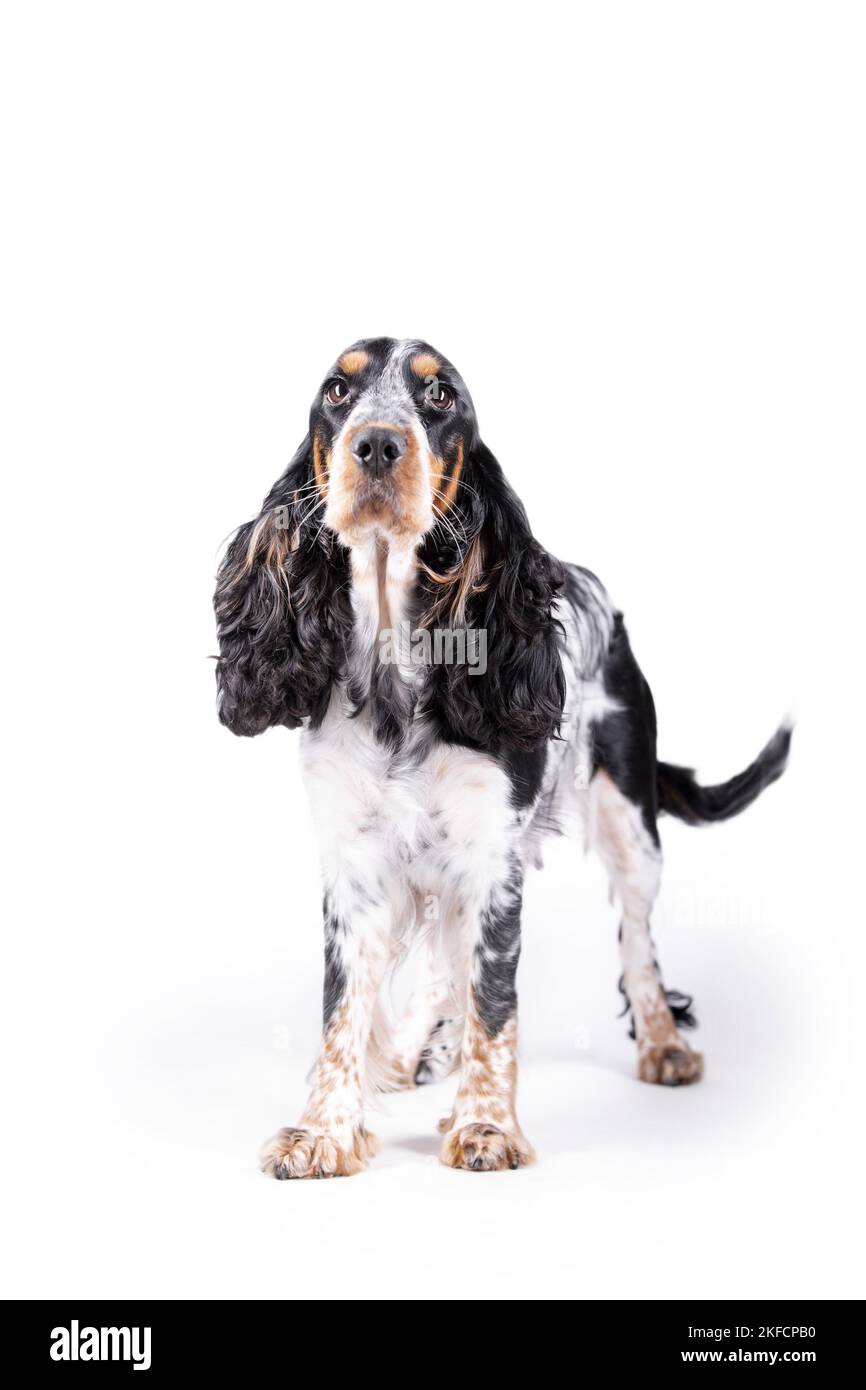 standing English Cocker Spaniel Stock Photo - Alamy